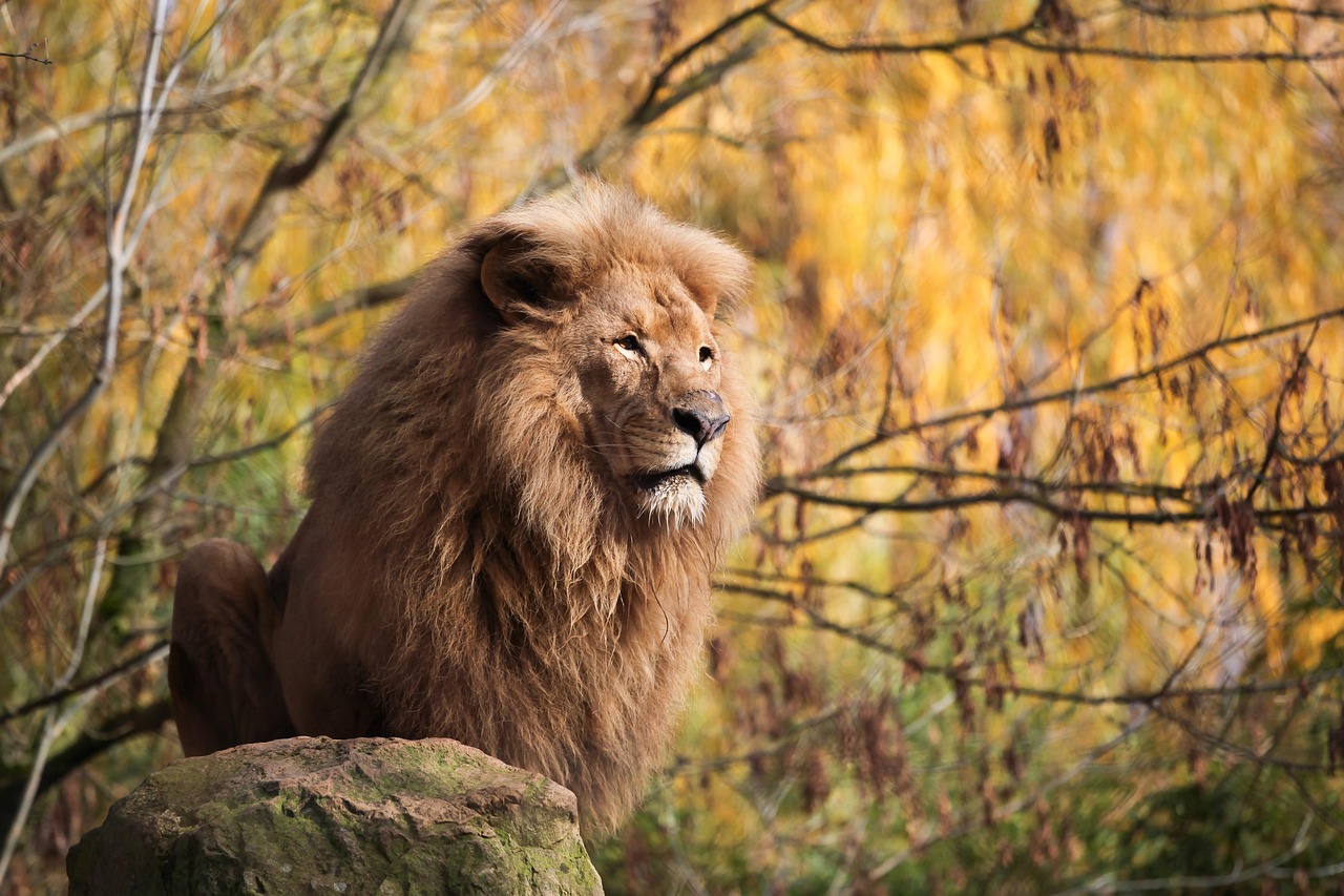 León Animal Gato Montés - Foto gratis en Pixabay - Pixabay