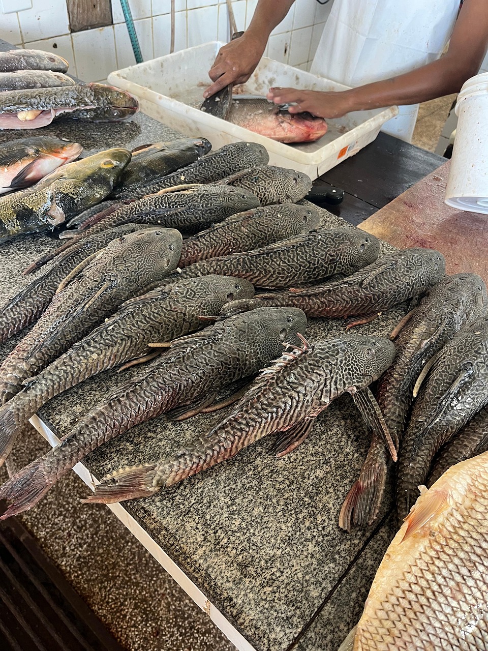 Peces Río Naturaleza - Foto gratis en Pixabay - Pixabay