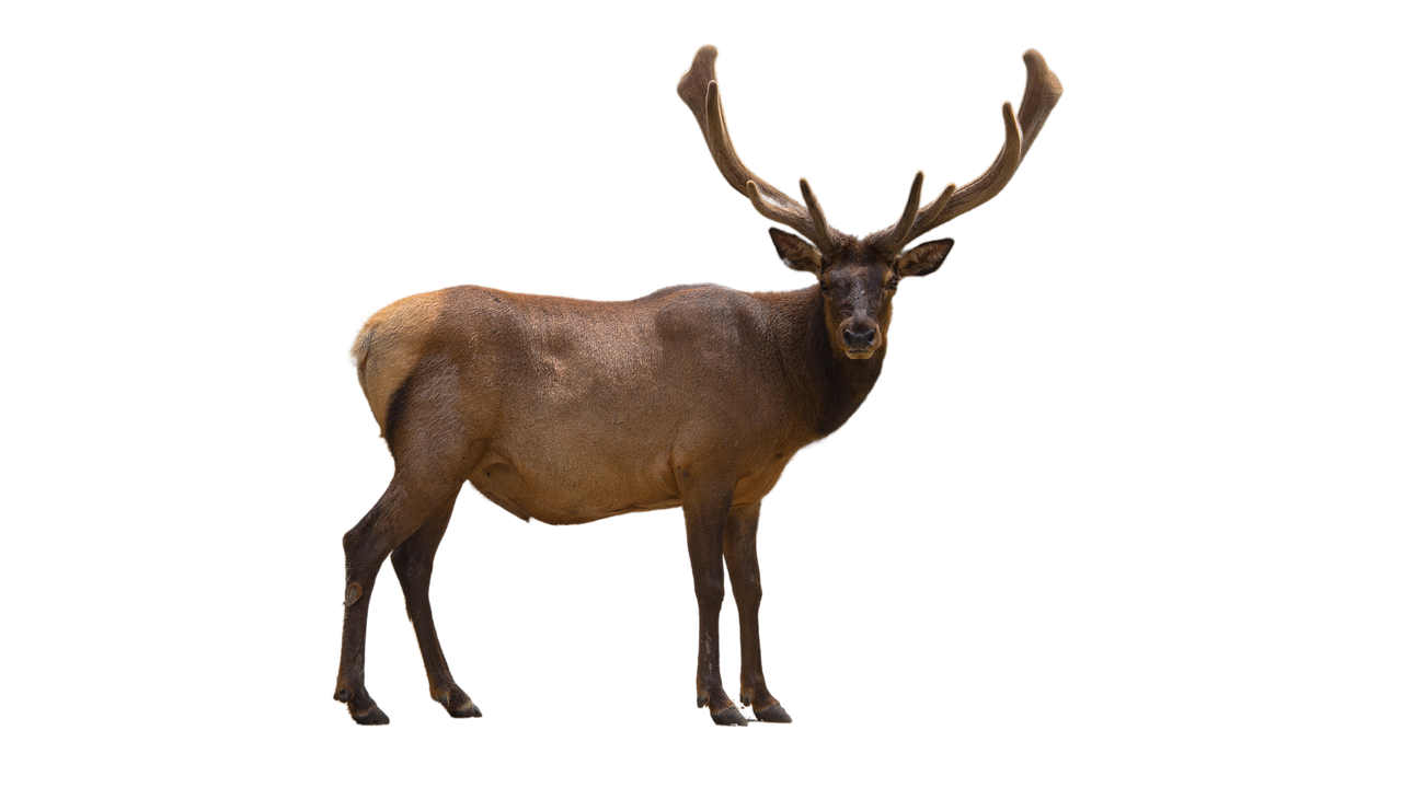 Animais Selvagens Cervo Jardim - Free photo on Pixabay - Pixabay