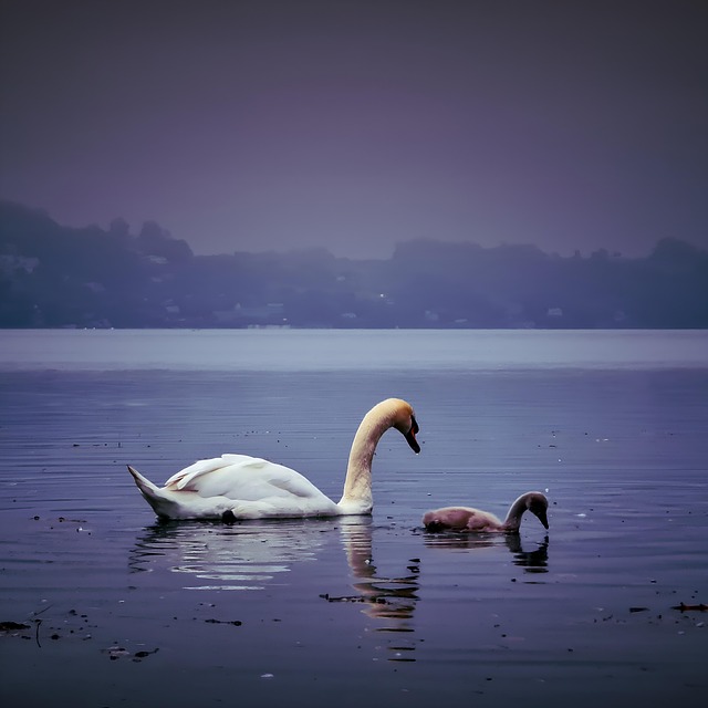 Danau Angsa Burung-Burung - Foto gratis di Pixabay - Pixabay