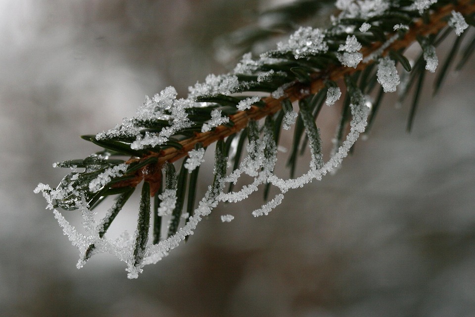 Spruce Branch Winter Hoarfrost - Free photo on Pixabay