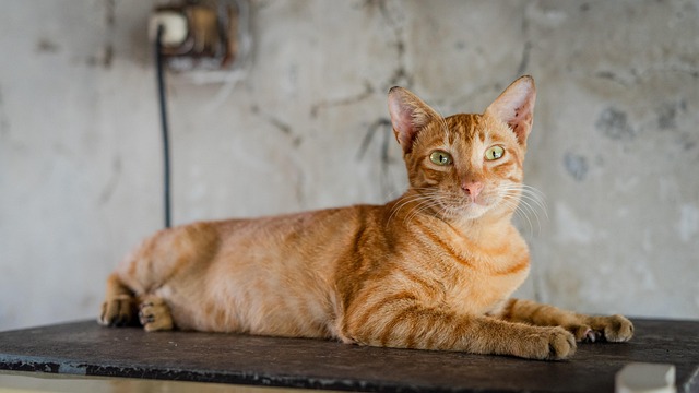 Katze Katzen Tabby - Kostenloses Foto auf Pixabay - Pixabay