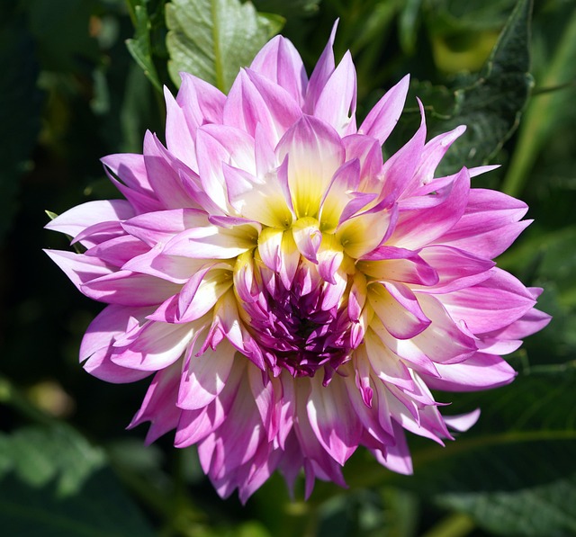Flower Blossom Bloom - Free photo on Pixabay