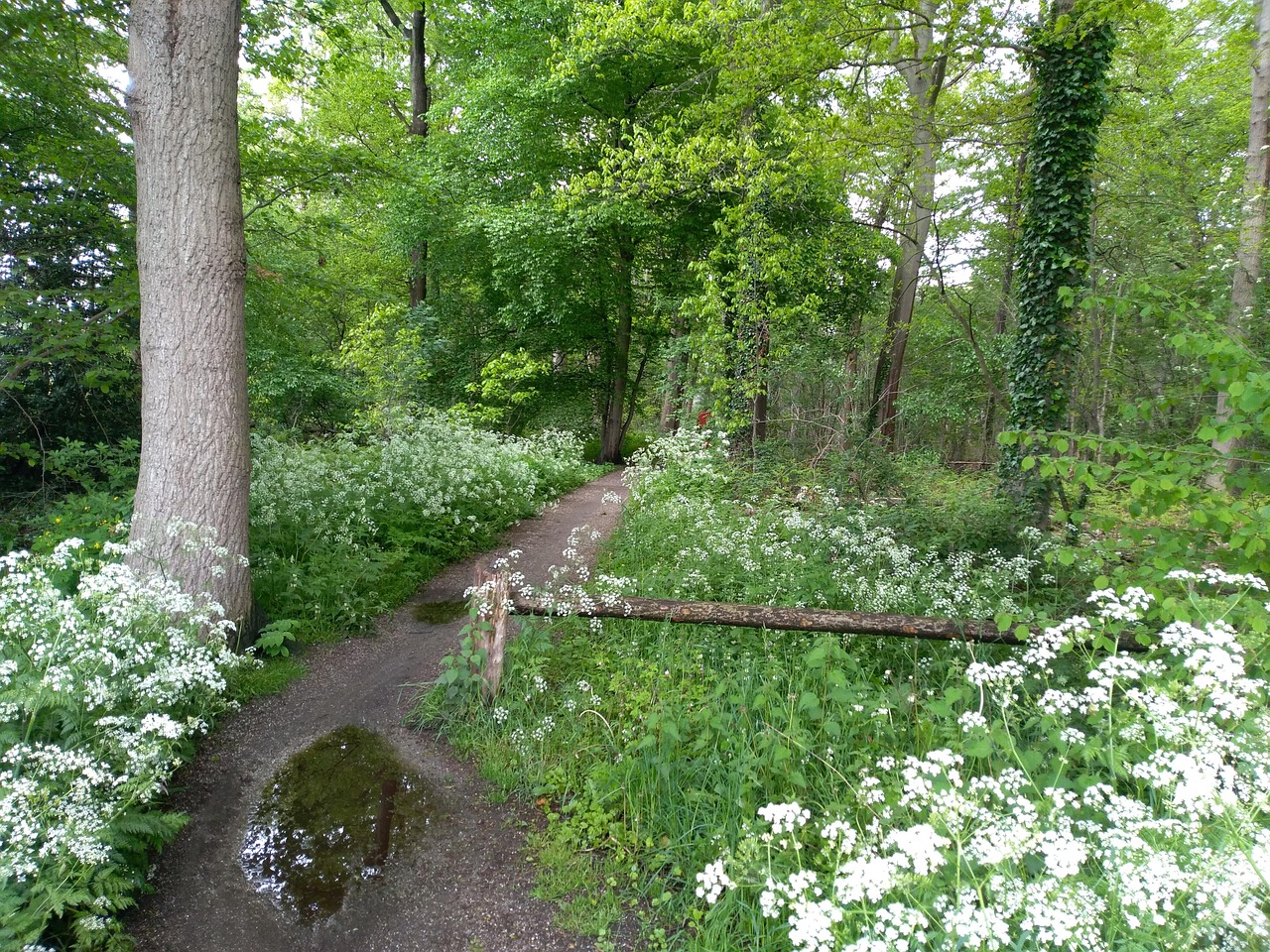 Natureza Floresta Primavera - Foto gratuita no Pixabay - Pixabay