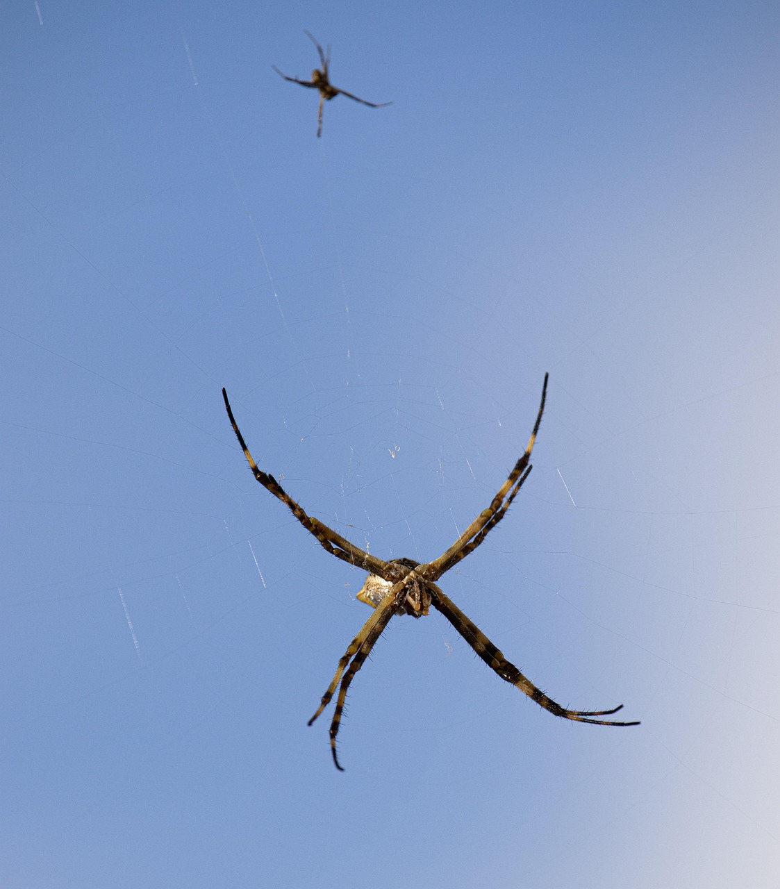 Spider Arachnid Nature - Free photo on Pixabay - Pixabay