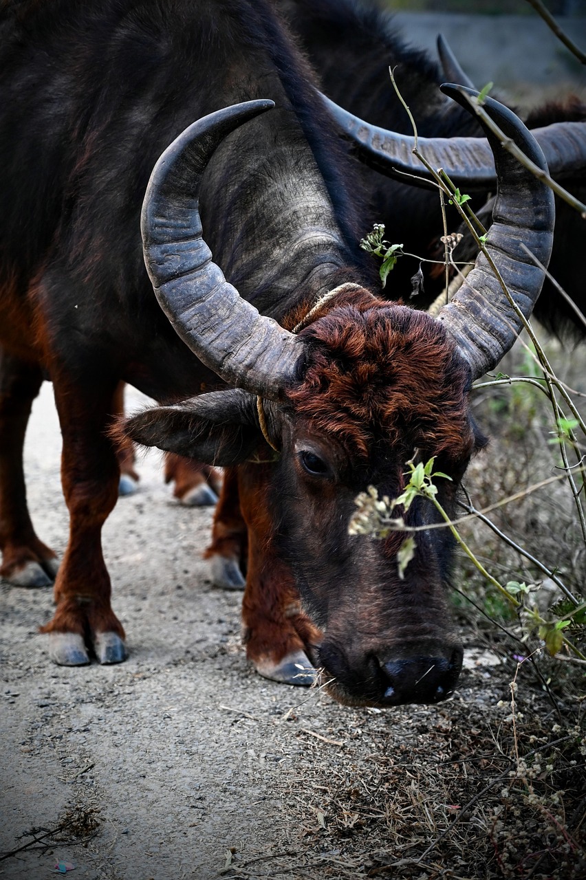 10,000+ Free Indian Buffalo & Buffalo Images - Pixabay