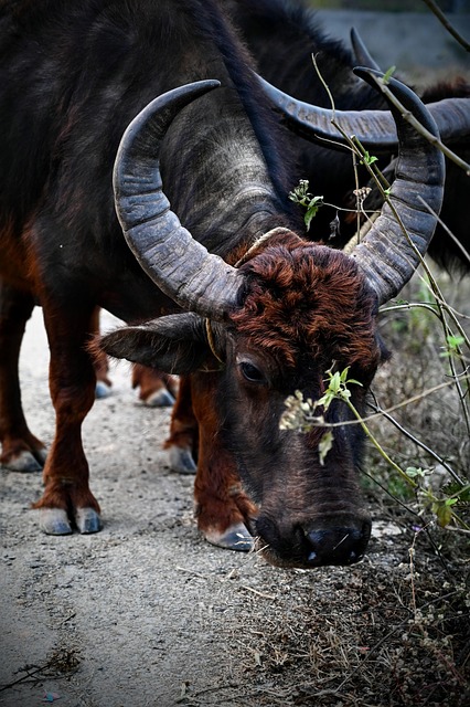 10,000+ Free Indian Buffalo & Buffalo Images - Pixabay