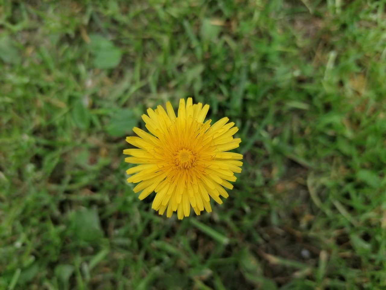 Dandelion Flower Yellow - Free photo on Pixabay