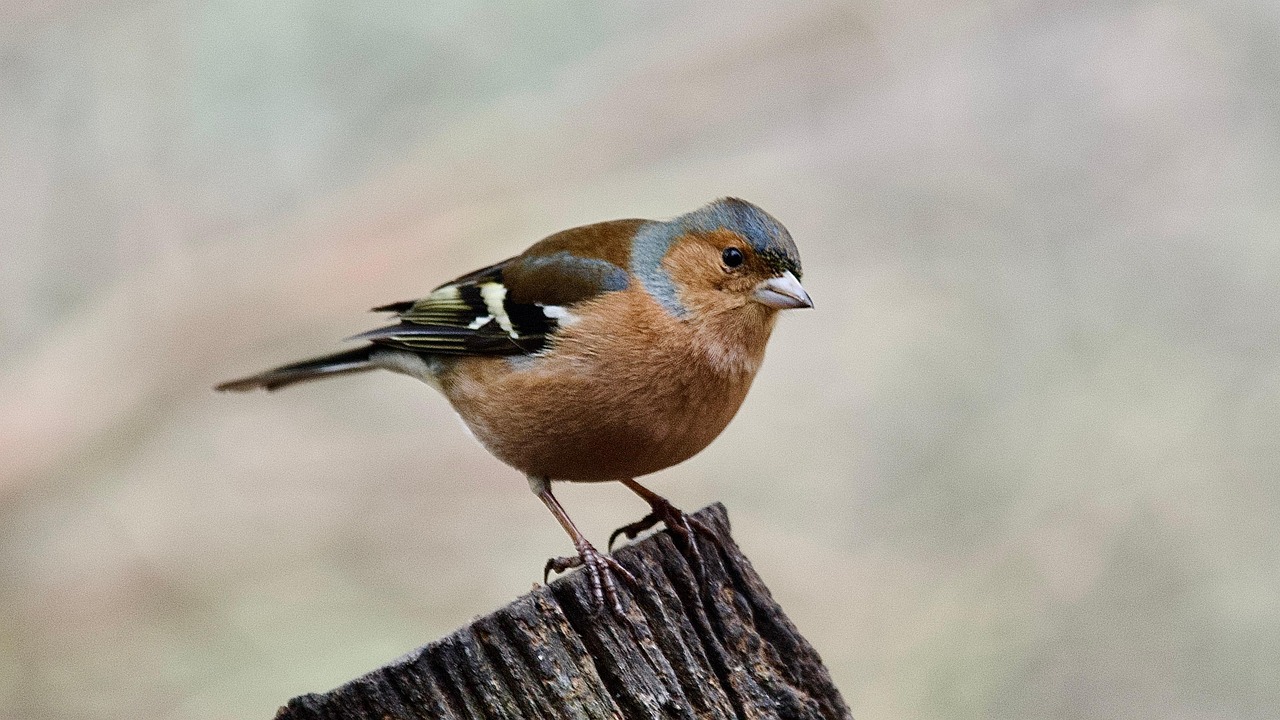 Bird Ornithology Common Chaffinch - Free photo on Pixabay - Pixabay