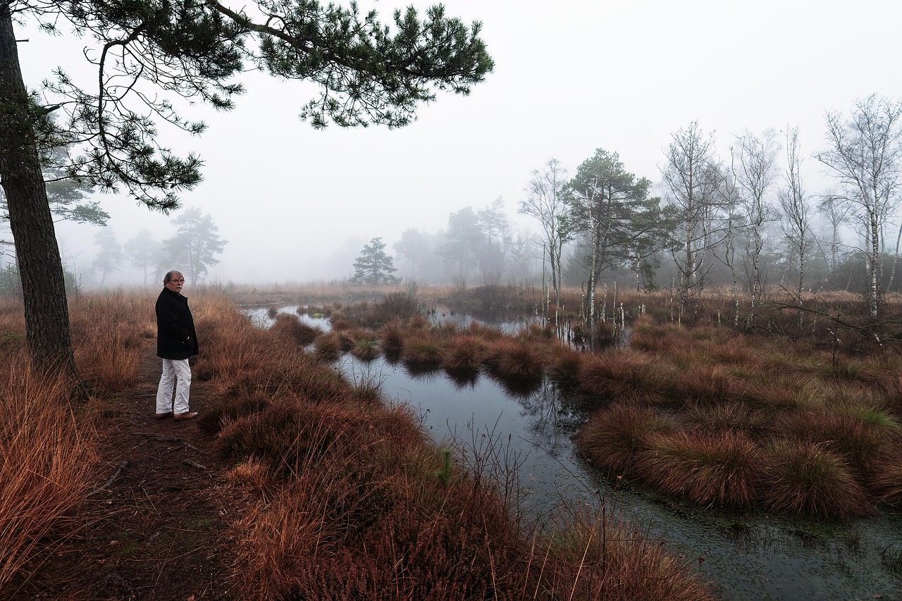 Tister Bauernmoor Moor High - Free photo on Pixabay - Pixabay