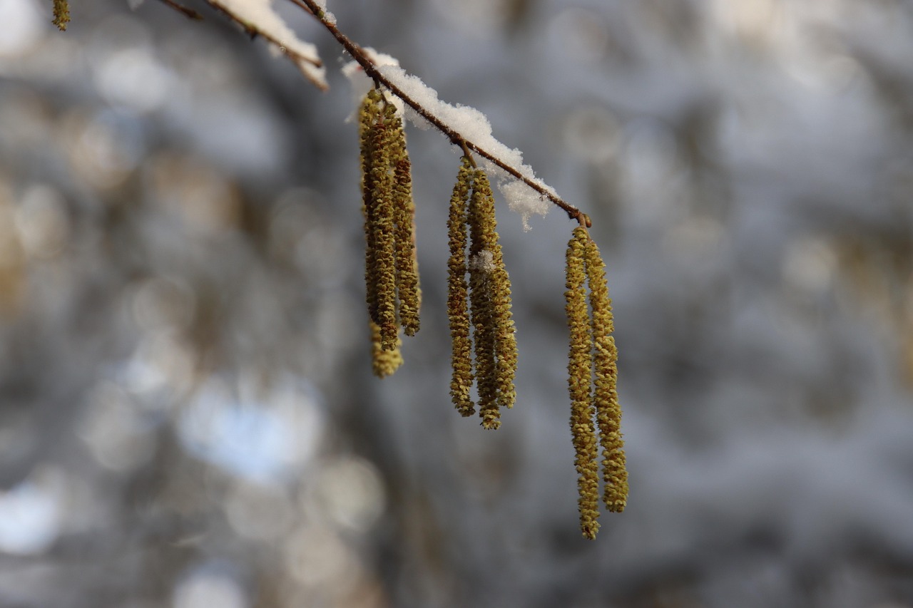 Winter Smooth Alder Hazel - Free photo on Pixabay