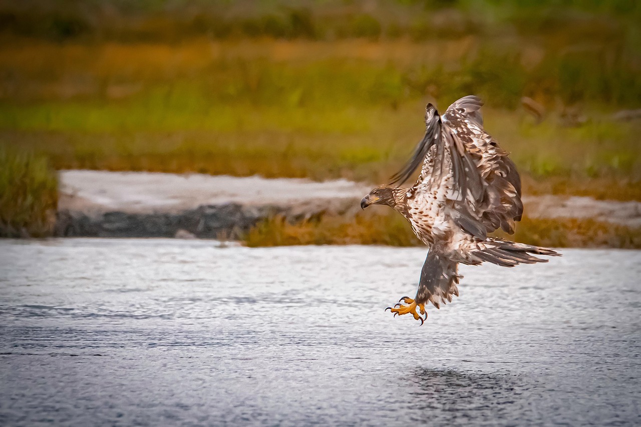Eagle Bald Bird - Free photo on Pixabay