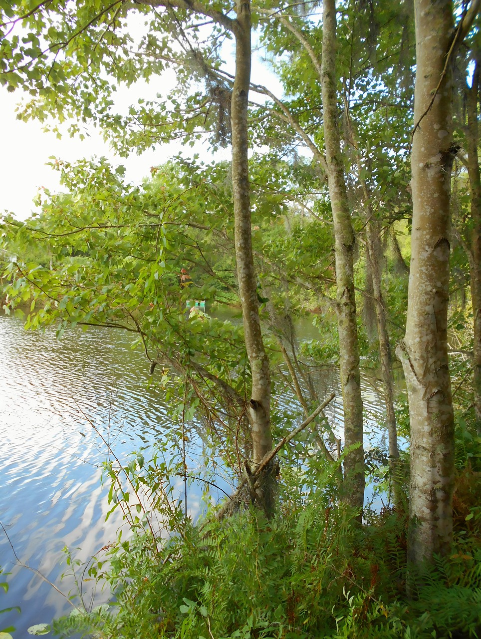 Des Arbres Lac Nature - Photo gratuite sur Pixabay - Pixabay
