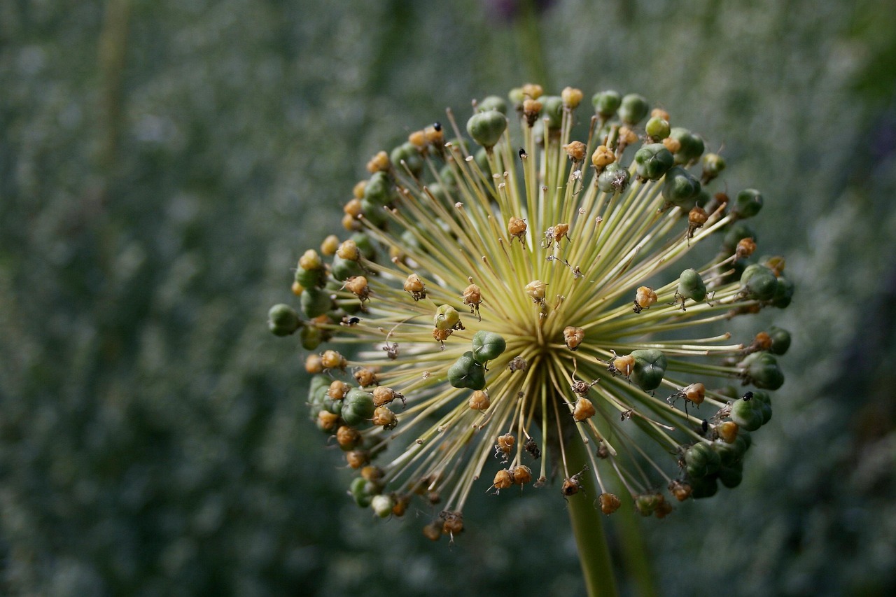 Oignon D'Ornement Jardin Plantes - Photo gratuite sur Pixabay - Pixabay