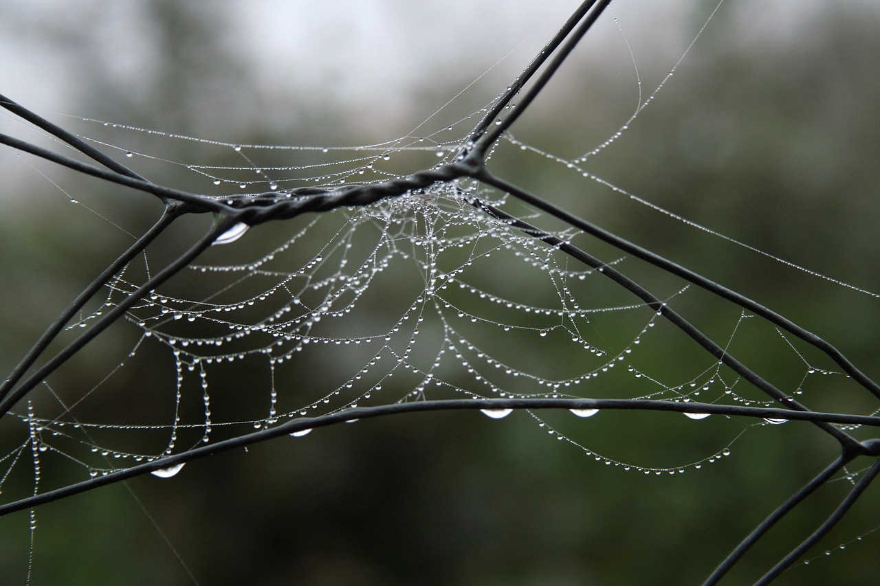 Drahtzaun Spinnweben Indischer - Kostenloses Foto auf Pixabay - Pixabay