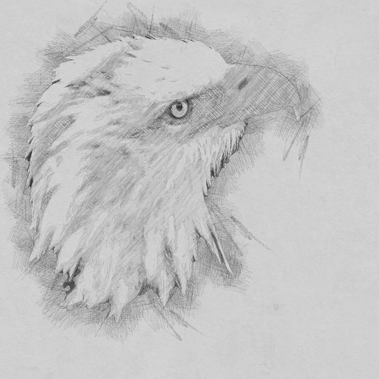 Tekening Van Een Adelaar