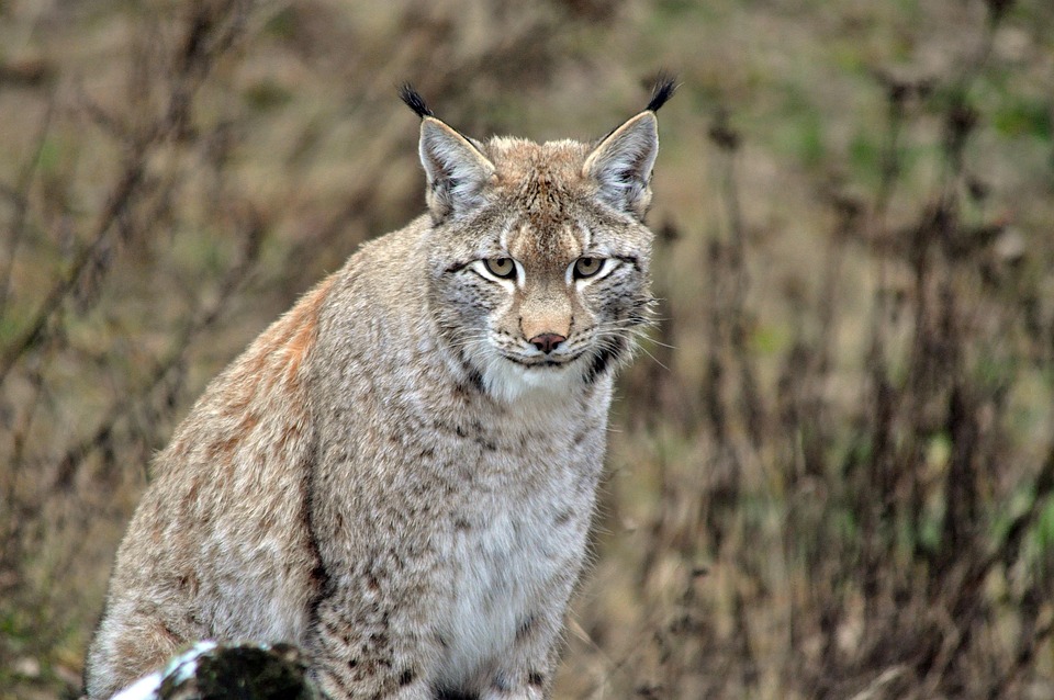 Lynx Feline Wild - Free photo on Pixabay - Pixabay