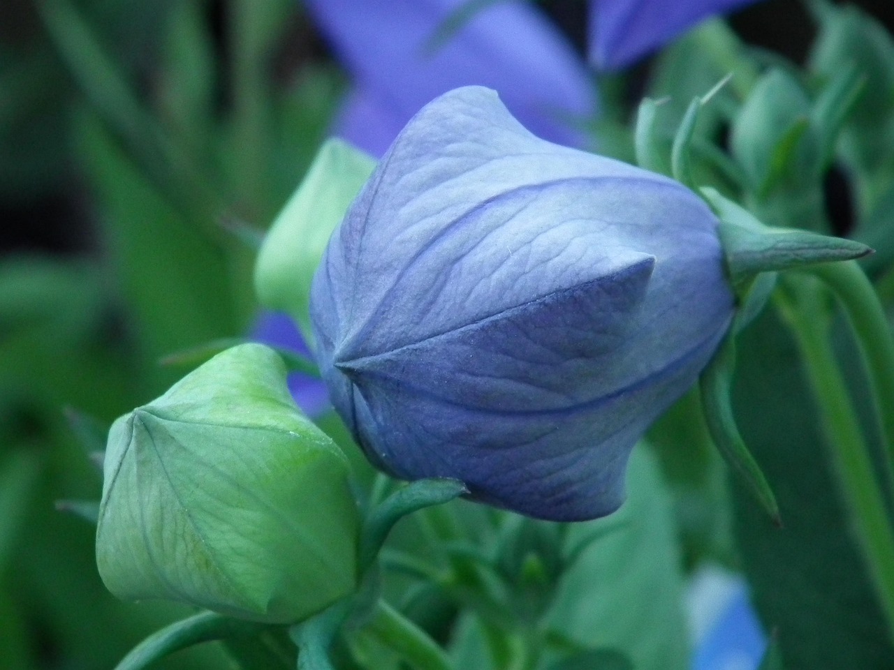 Flower Bud Balloon - Free photo on Pixabay - Pixabay