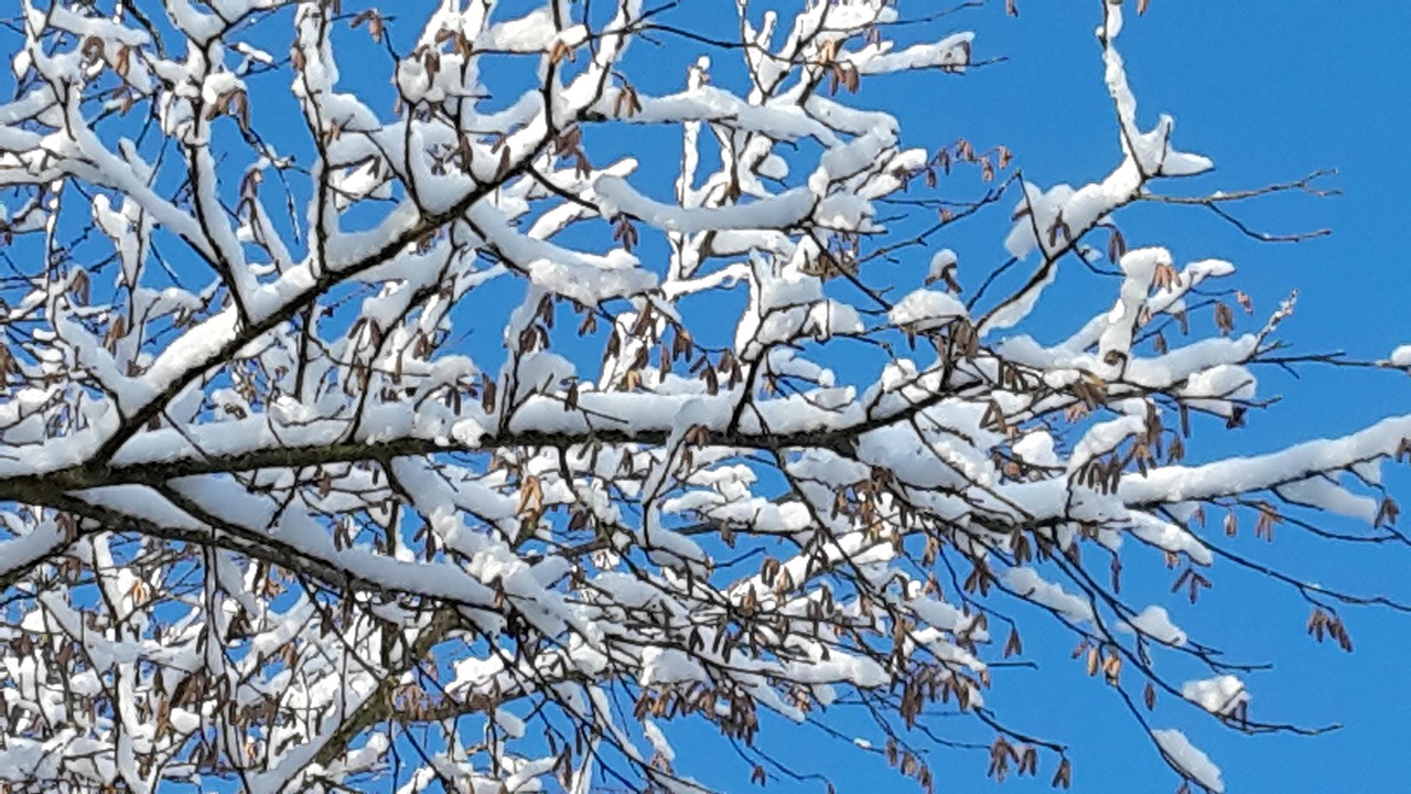 Snow Tree Branches - Free photo on Pixabay - Pixabay
