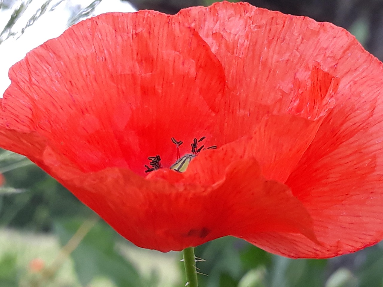 Coquelicot Fleurs Nature - Photo gratuite sur Pixabay - Pixabay