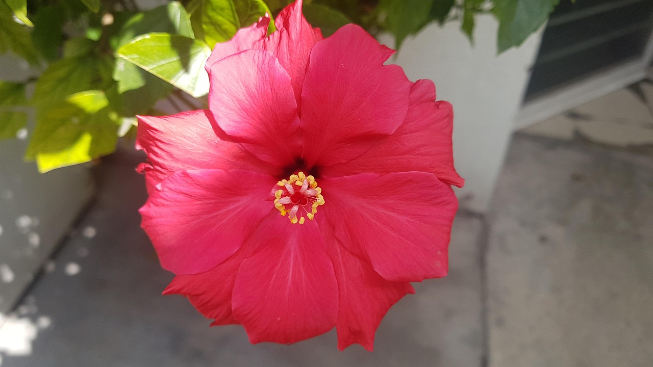 Bunga Alam Musim Semi - Foto gratis di Pixabay - Pixabay
