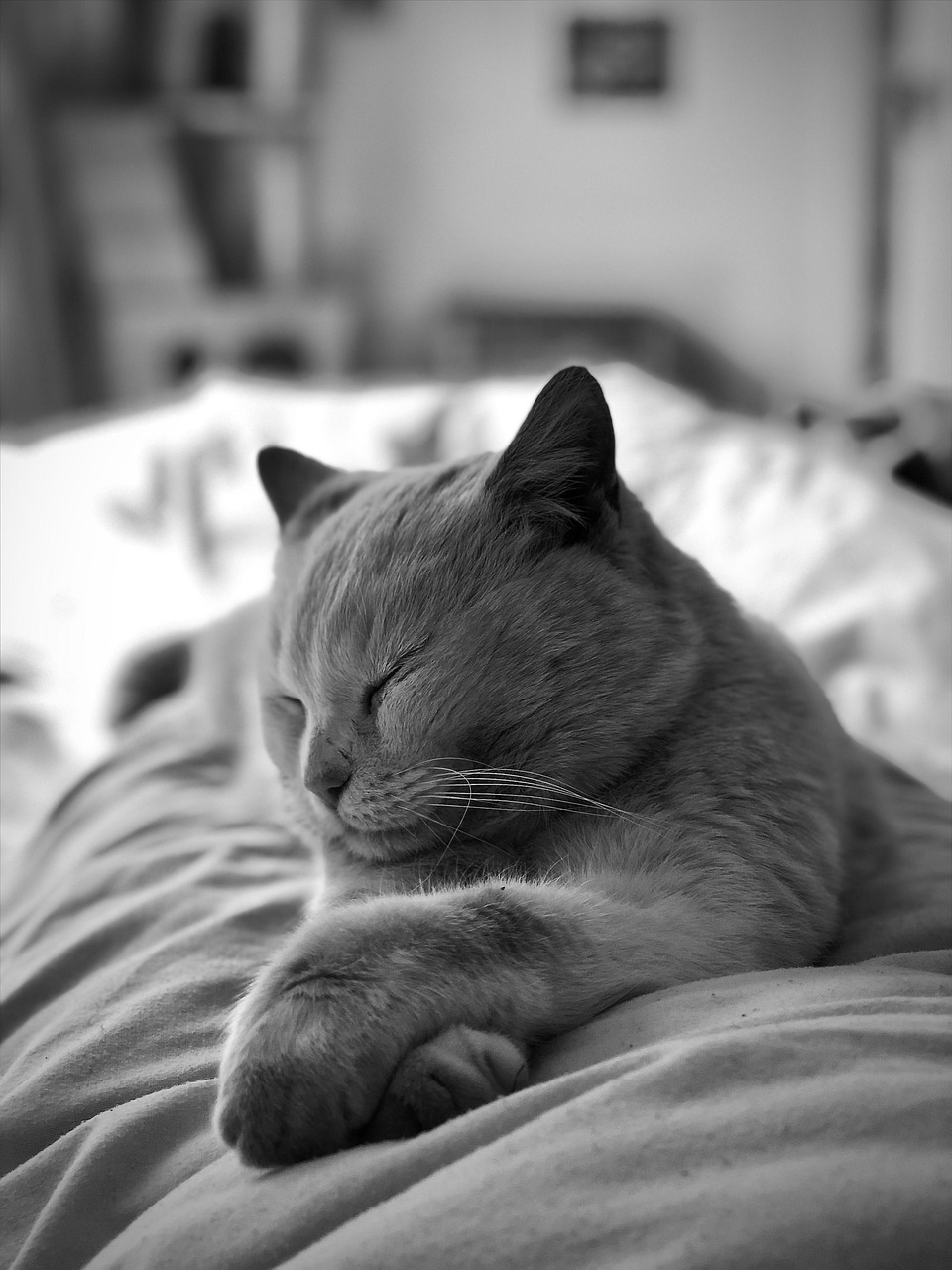 Cat Feline Sleep - Free photo on Pixabay