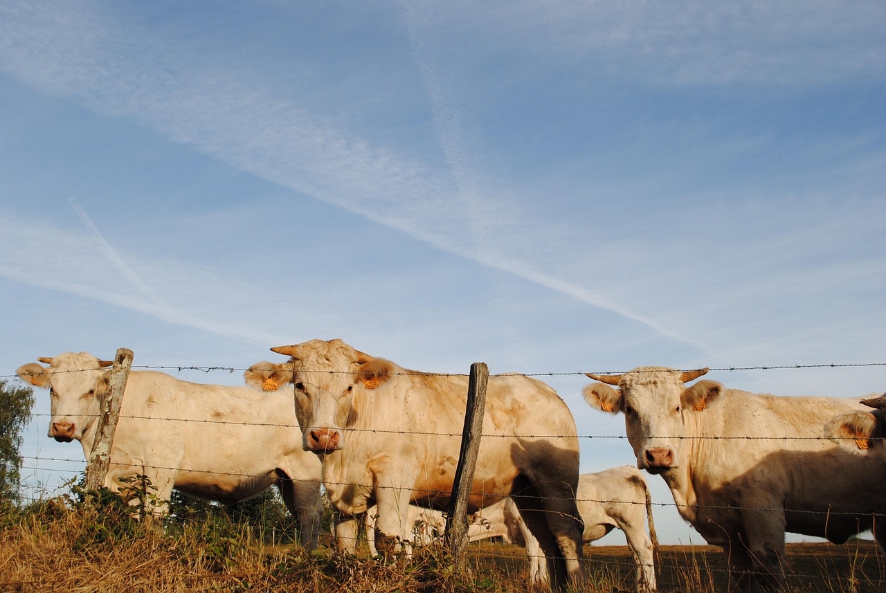 Animaux Vaches Mammifères - Photo gratuite sur Pixabay - Pixabay