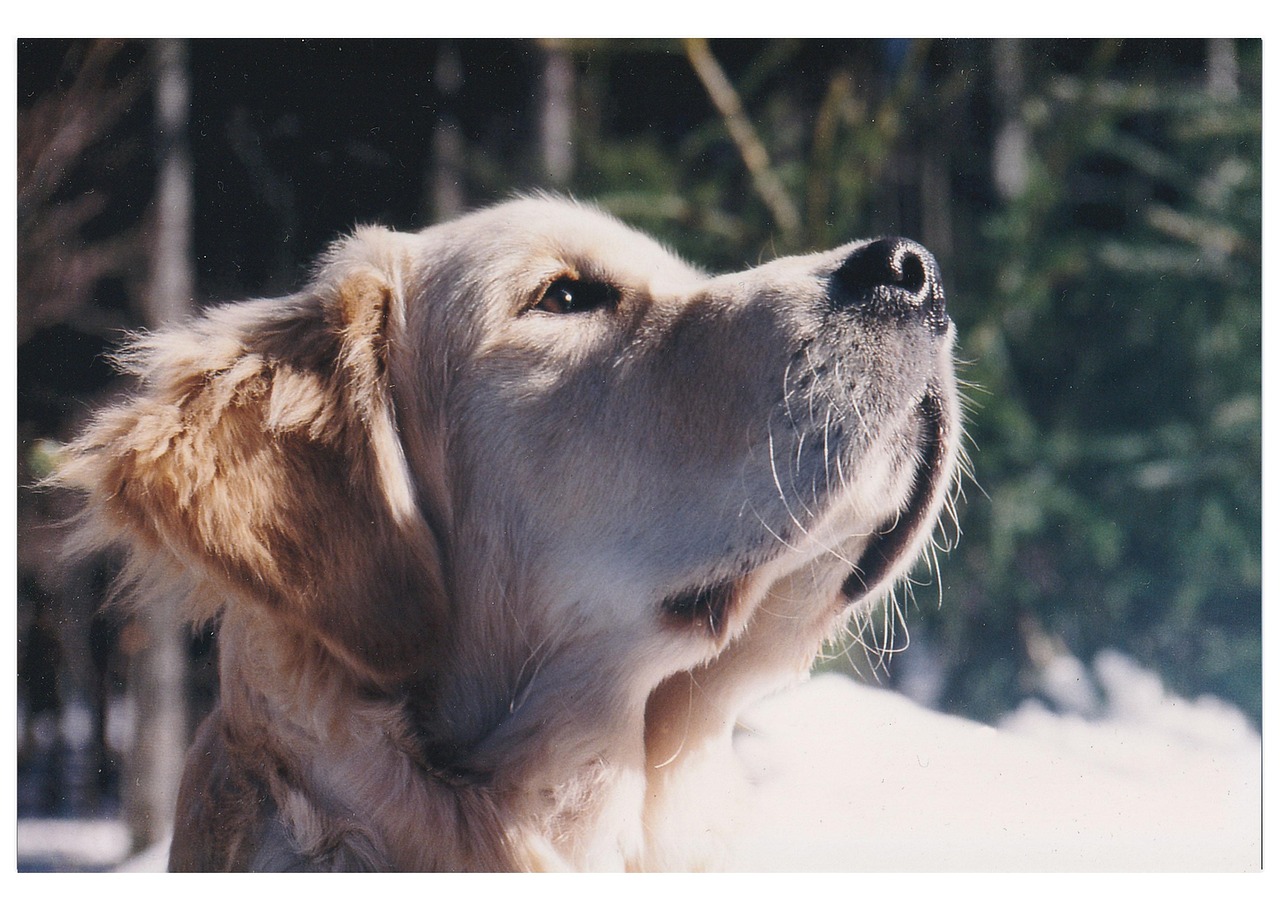 Jago Jenis Anjing Golden Retriever - Foto gratis di Pixabay