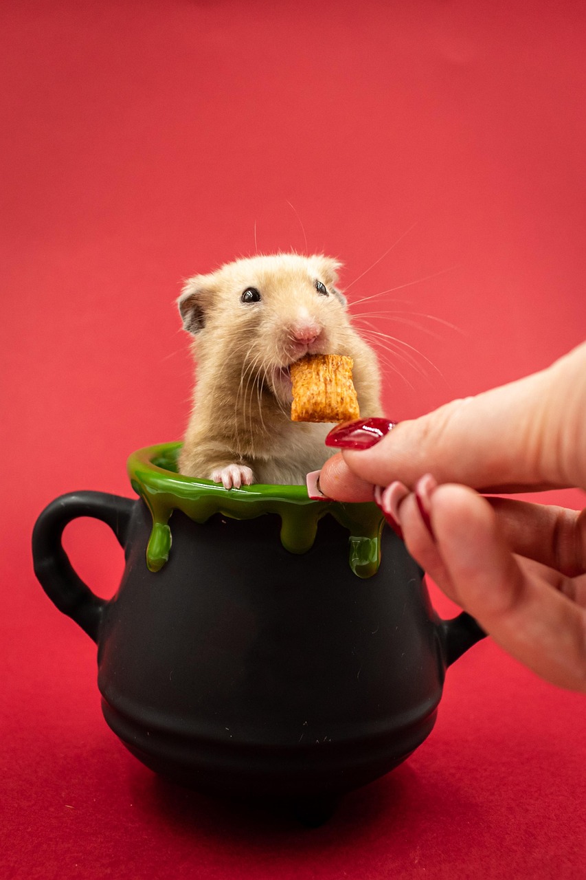 Hamster Nagetier Tier - Kostenloses Foto auf Pixabay - Pixabay