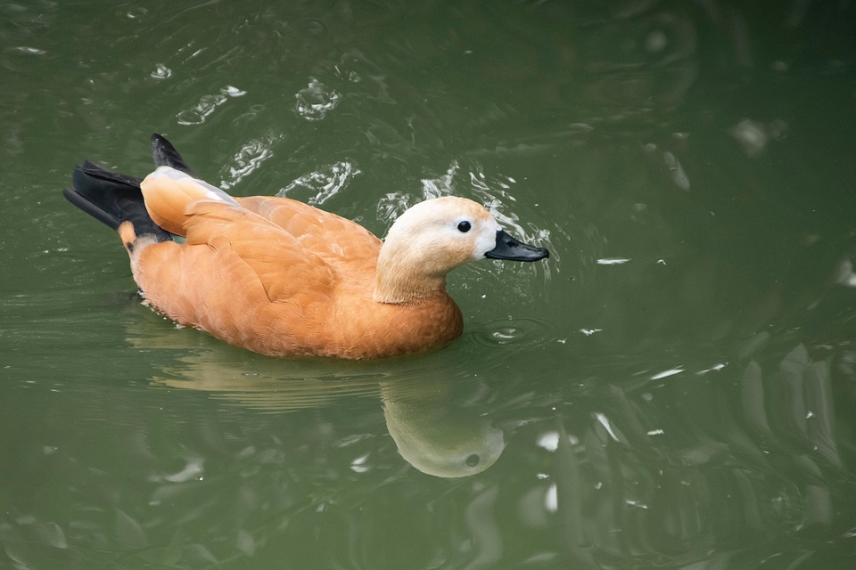 Ruddy Shelduck Duck Pond - Free photo on Pixabay - Pixabay