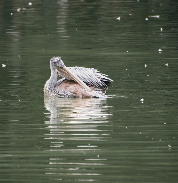 Bird Pelican Pond - Free photo on Pixabay