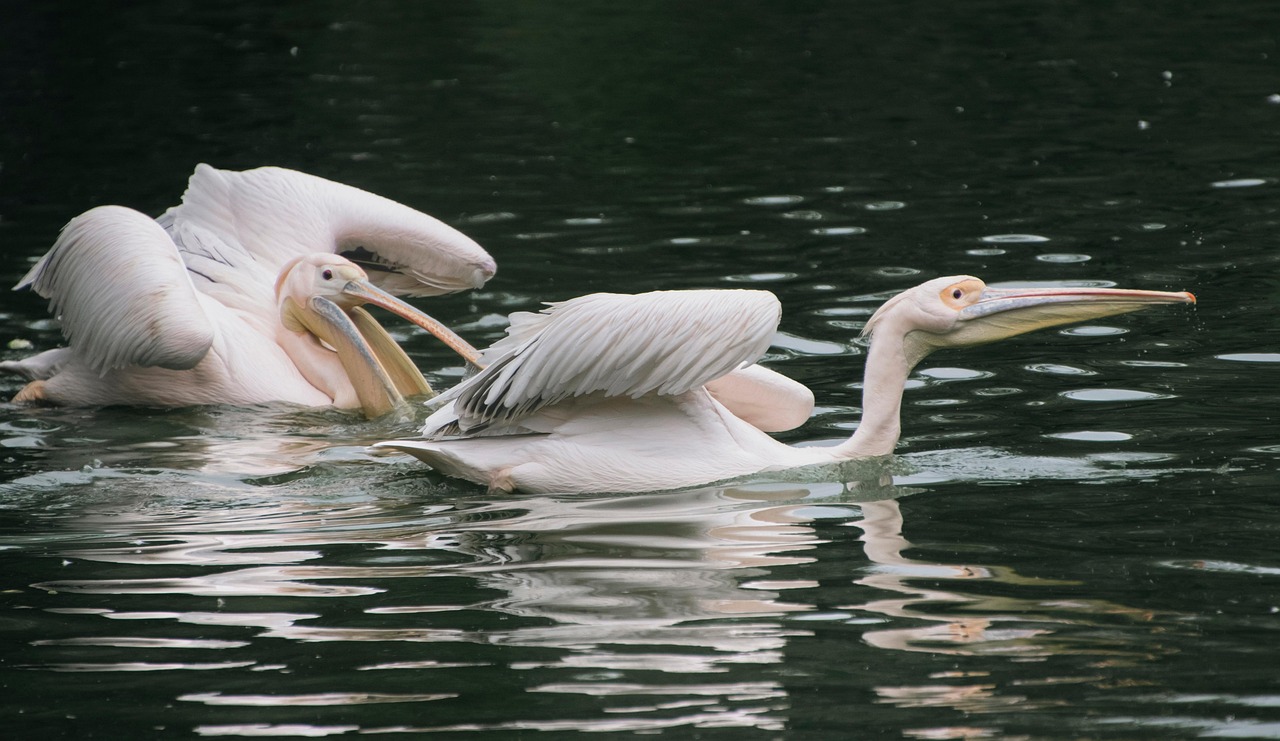 Pelicans Birds Lake - Free photo on Pixabay