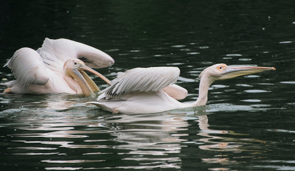 Pelicans Birds Lake - Free photo on Pixabay