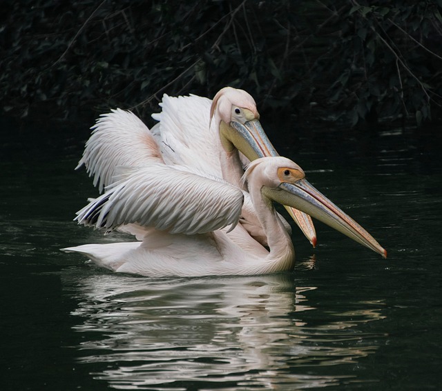 Pelicans Birds Lake - Free photo on Pixabay - Pixabay