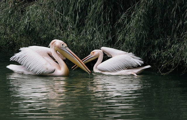 Pelicans Birds Lake - Free photo on Pixabay
