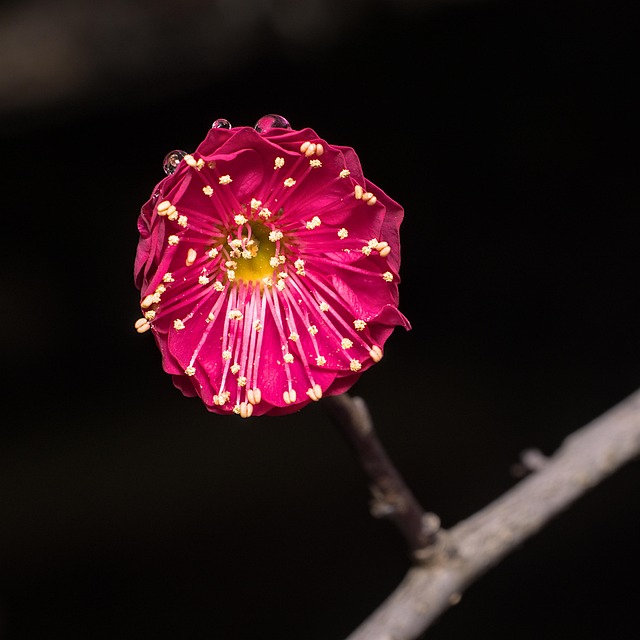 Fleur De Prunier Prune - Photo gratuite sur Pixabay