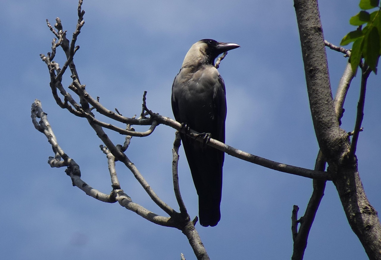 Corbeau Domestique Corvidae - Photo gratuite sur Pixabay - Pixabay
