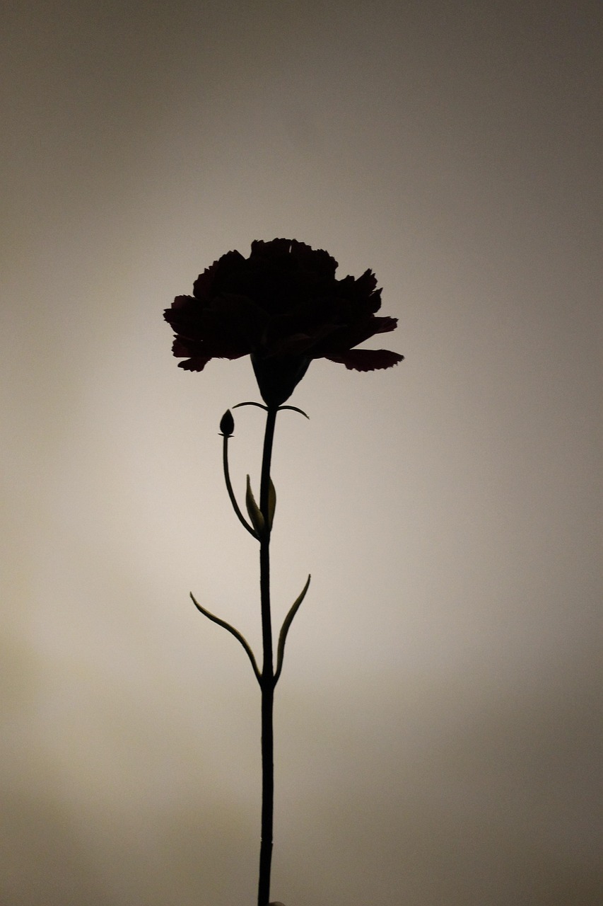 Rose L'Ombre Silhouette - Photo gratuite sur Pixabay - Pixabay