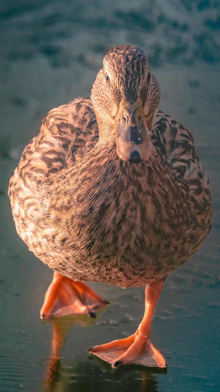 Duck Waterbird Animal - Free photo on Pixabay