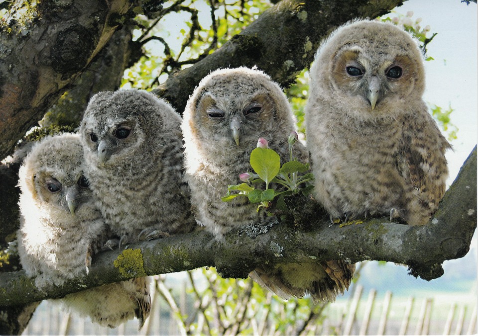 Owls Birds Beak - Free photo on Pixabay - Pixabay