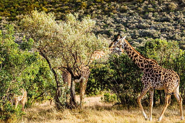 Girafa Animal Panorama Animais - Foto gratuita no Pixabay - Pixabay