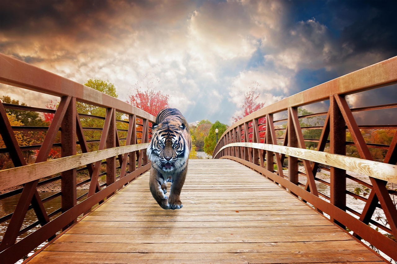 Tiger Tier Katzen - Kostenloses Foto auf Pixabay