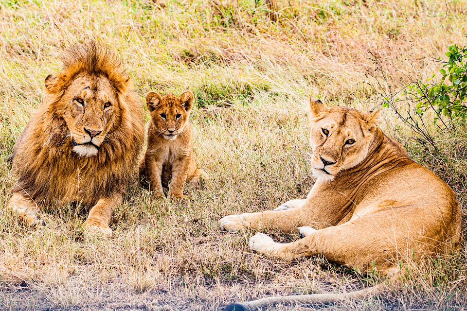 Lion Cub Lioness - Free photo on Pixabay - Pixabay