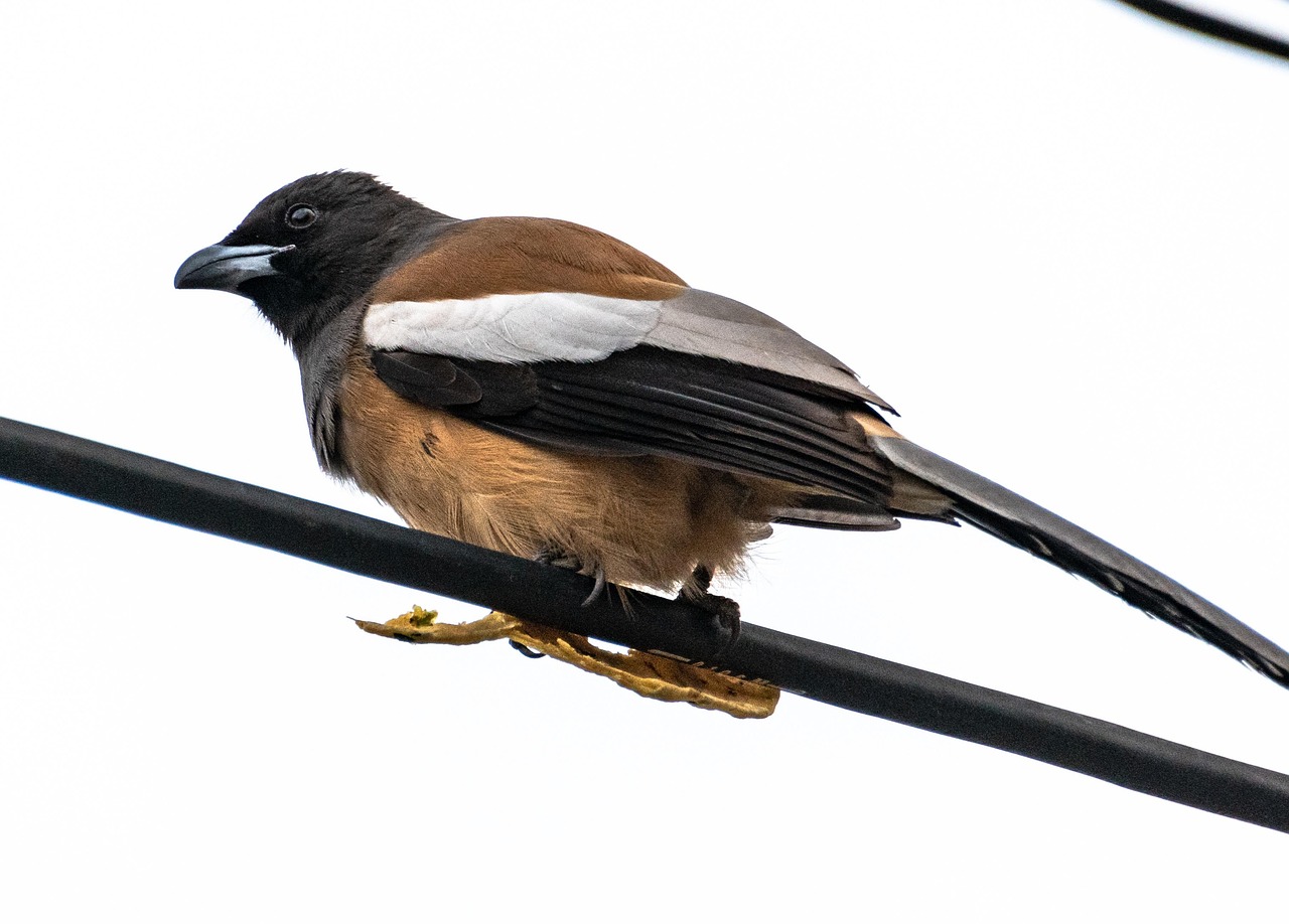 Rufous Treepie Bird Endemic - Free photo on Pixabay