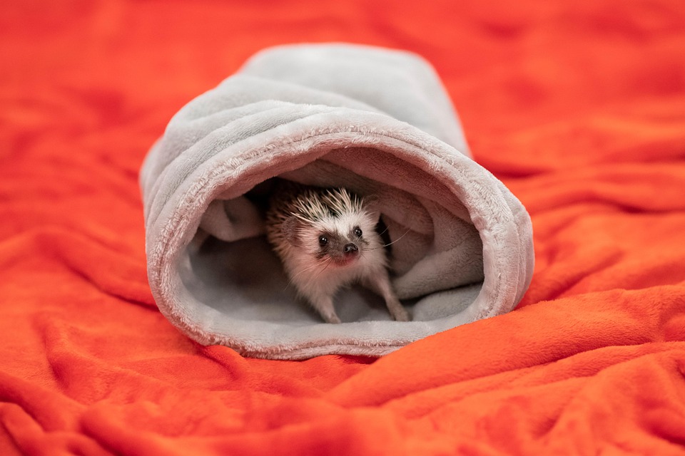 Hedgehog Animal Pet - Free photo on Pixabay