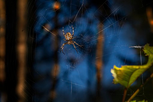 60+ Free Kruisspin & Spider Images - Pixabay
