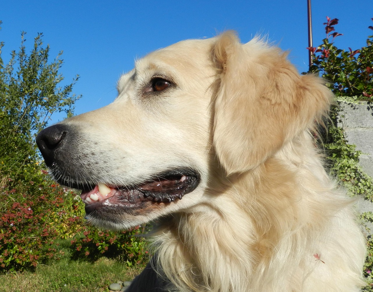 Animal Cão Cachorro Golden - Foto gratuita no Pixabay - Pixabay