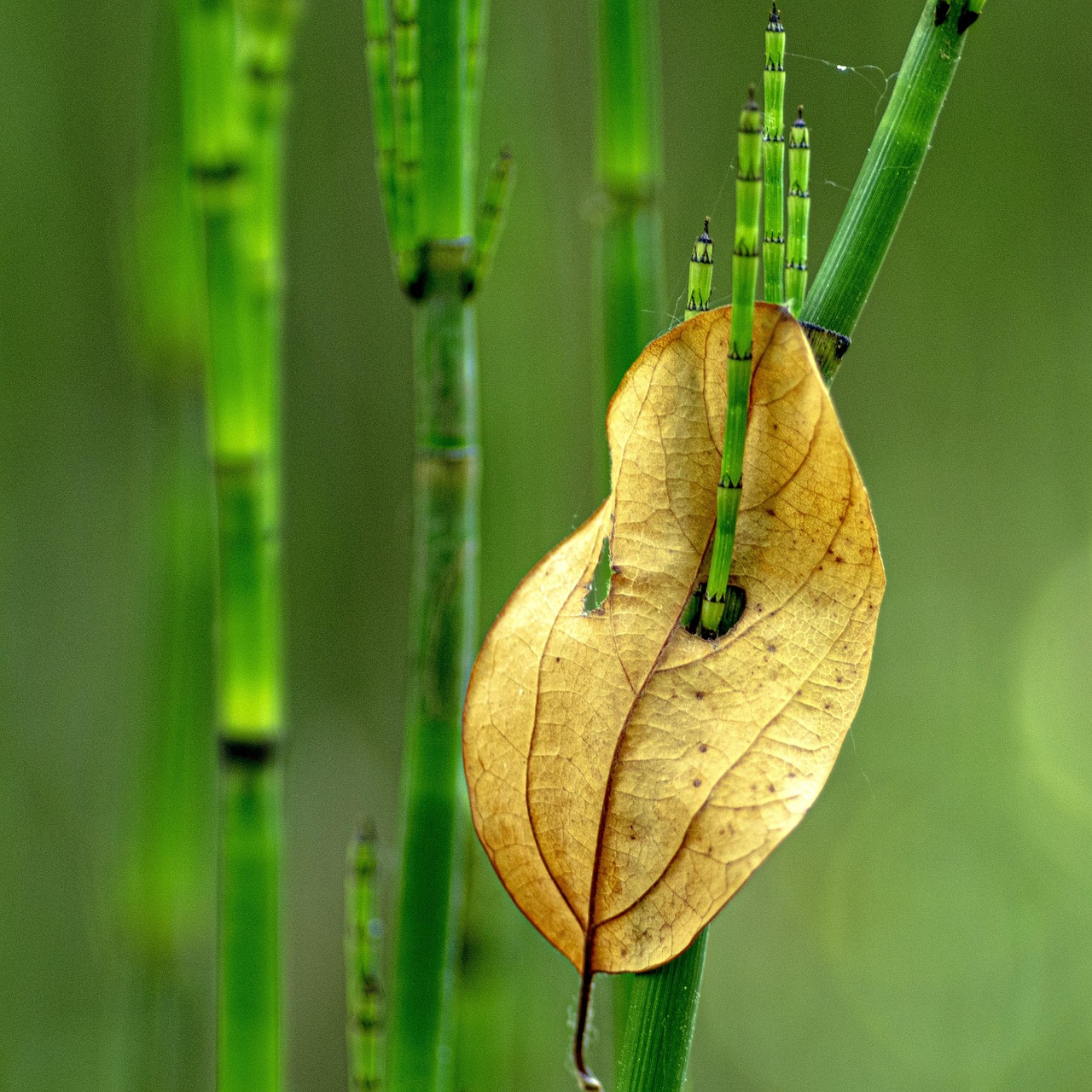 300+ Free Bamboo Forest & Bamboo Photos - Pixabay