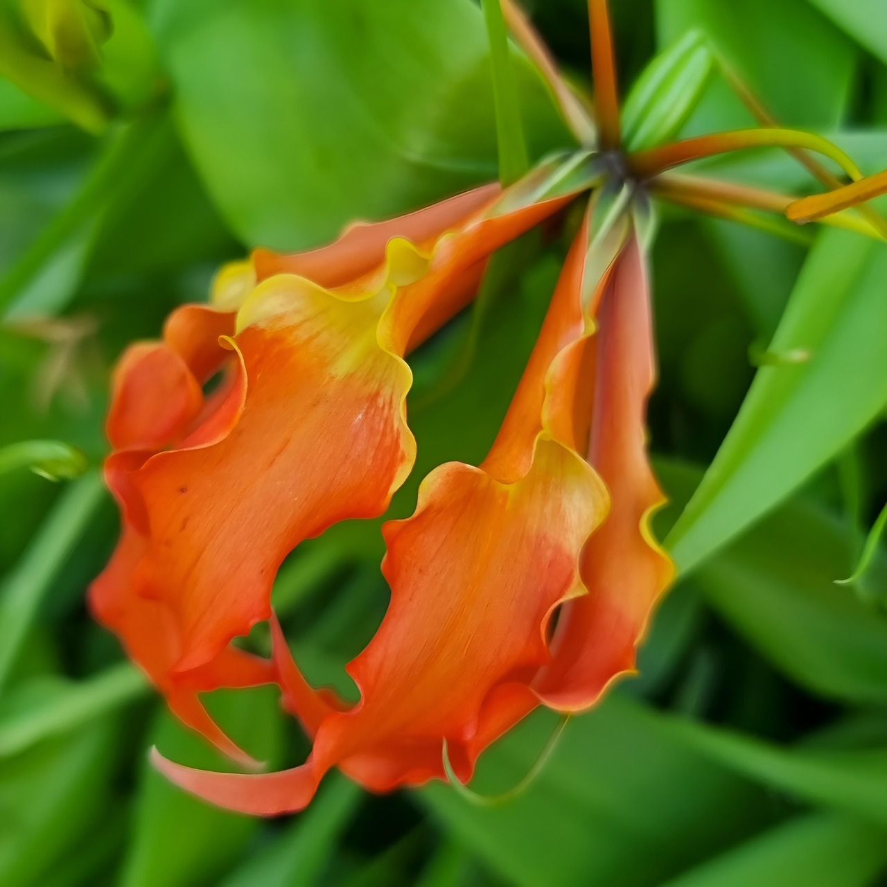 Lilly Flower Nature - Free photo on Pixabay - Pixabay