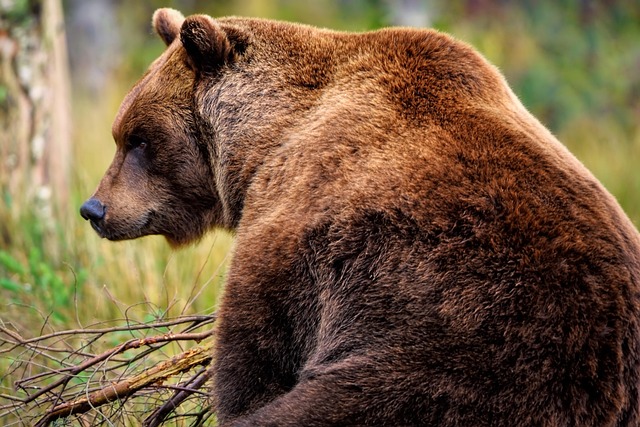 Animal Mammifère Ours - Photo gratuite sur Pixabay